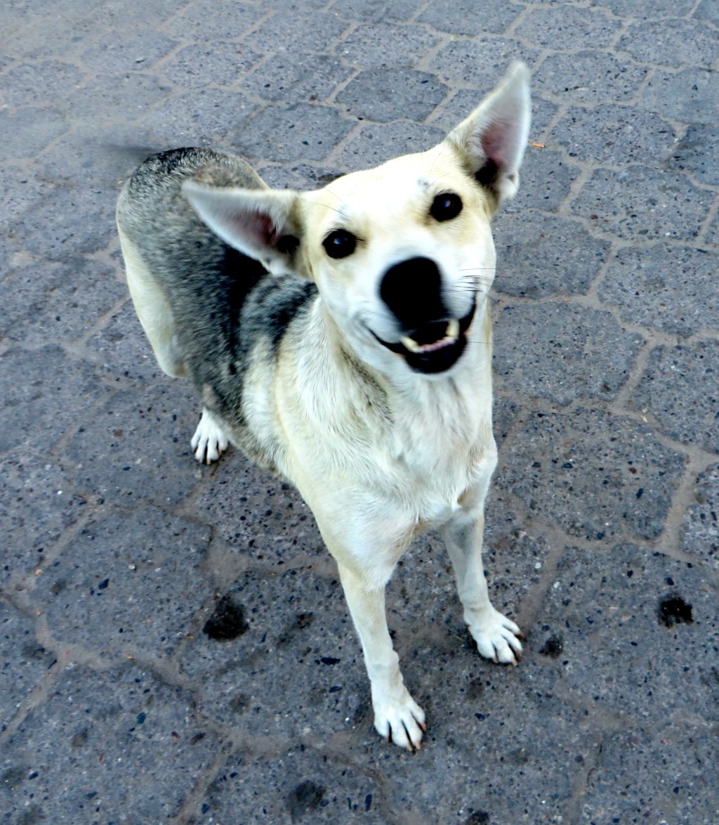 The Mexican Street Dog | saaribampo